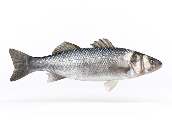 Modèle De Poisson Bar Créer Un élevage De Poissons En Bassin : Le