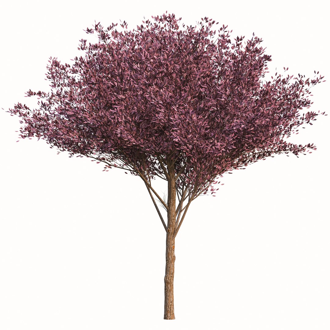 3D Set Of Purple Pony Plum Or Prunus Cerasifera Trees - 2 Trees ...