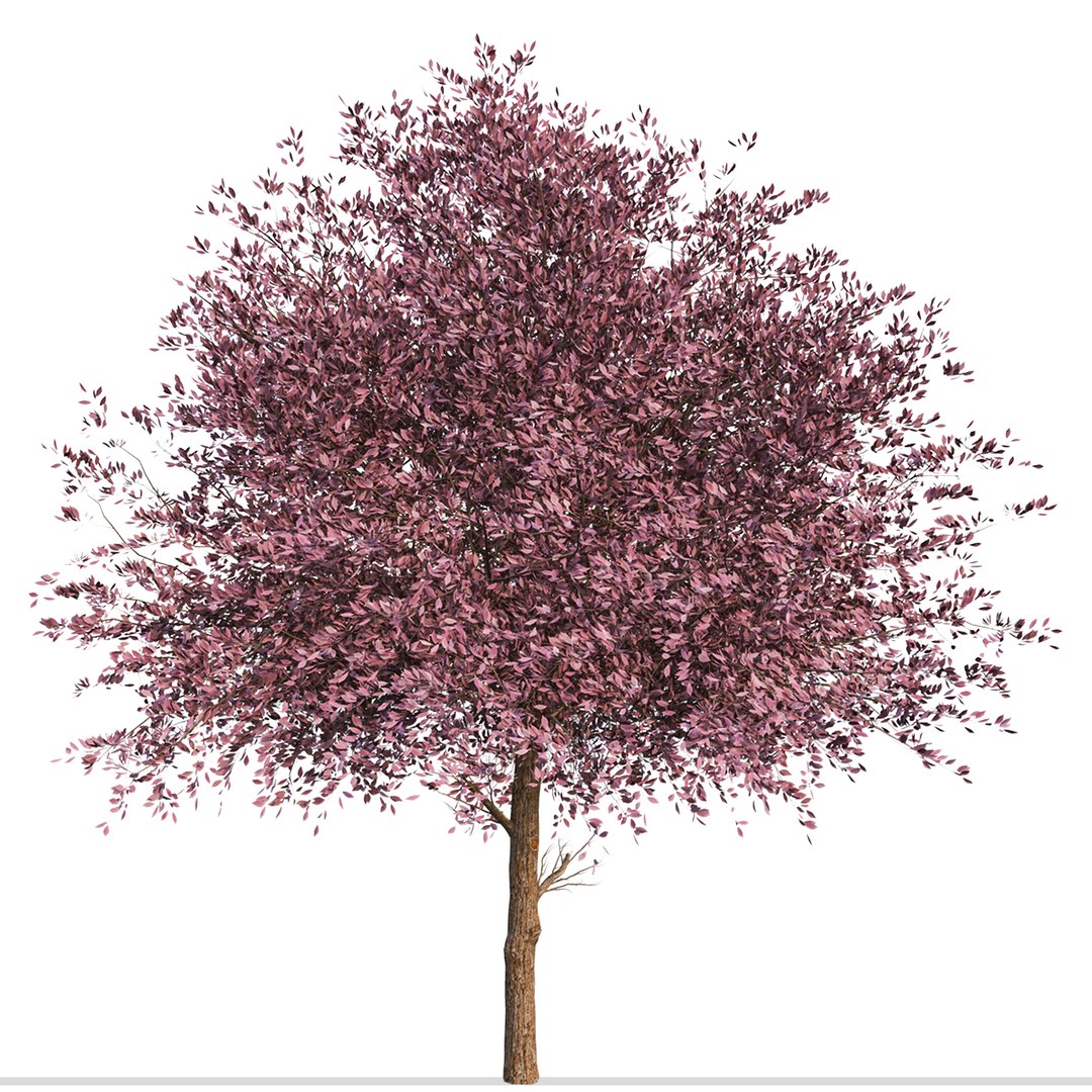 3D Set Of Purple Pony Plum Or Prunus Cerasifera Trees - 2 Trees ...