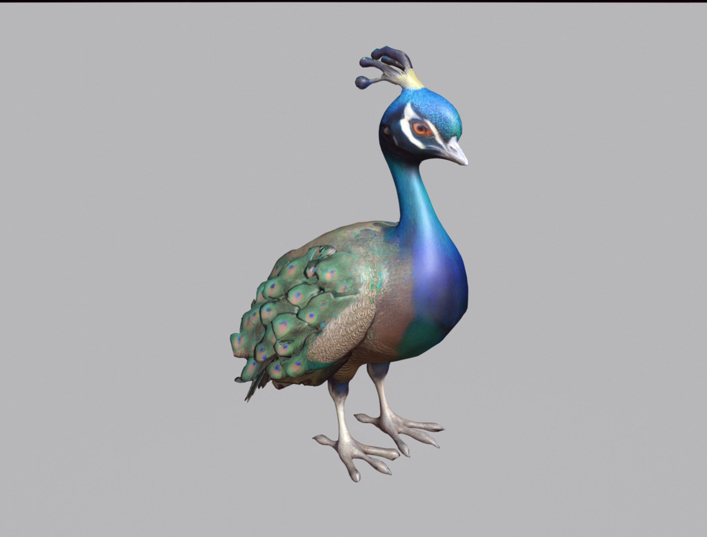 3D Realistic Indian Peafowl 3D Model - TurboSquid 2338560