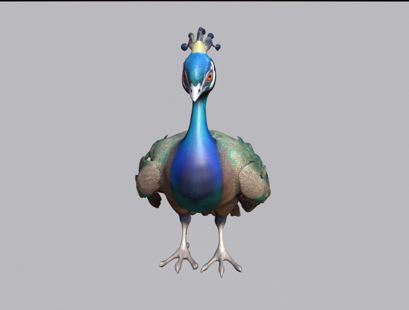 3D Realistic Indian Peafowl 3D Model - TurboSquid 2338560