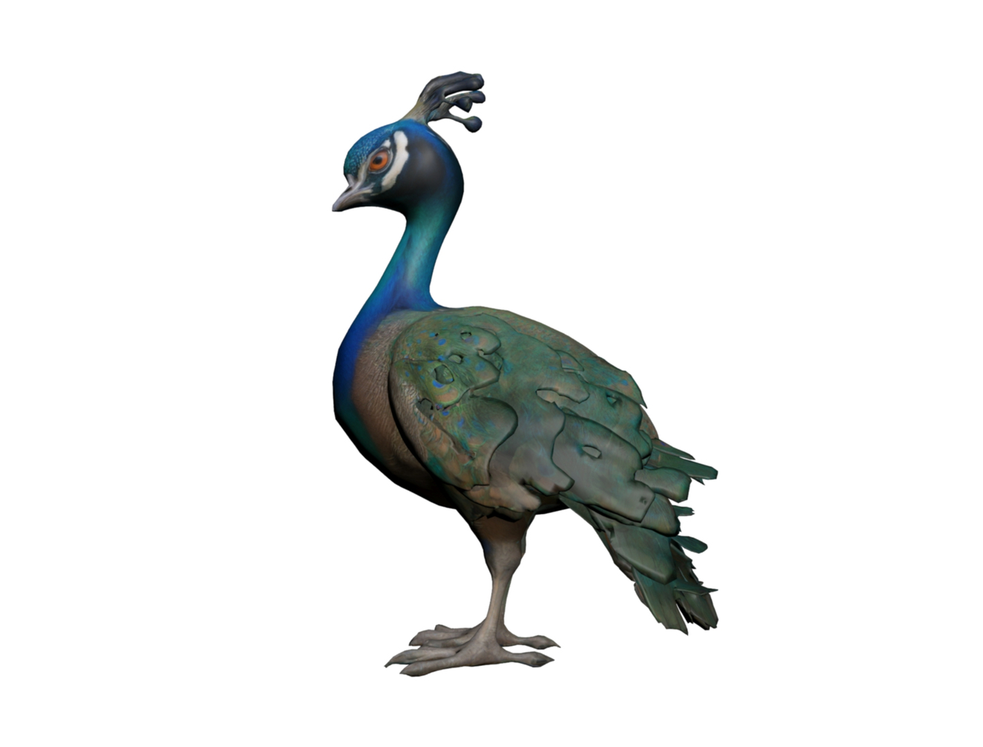 3D Realistic Indian Peafowl 3D Model - TurboSquid 2338560