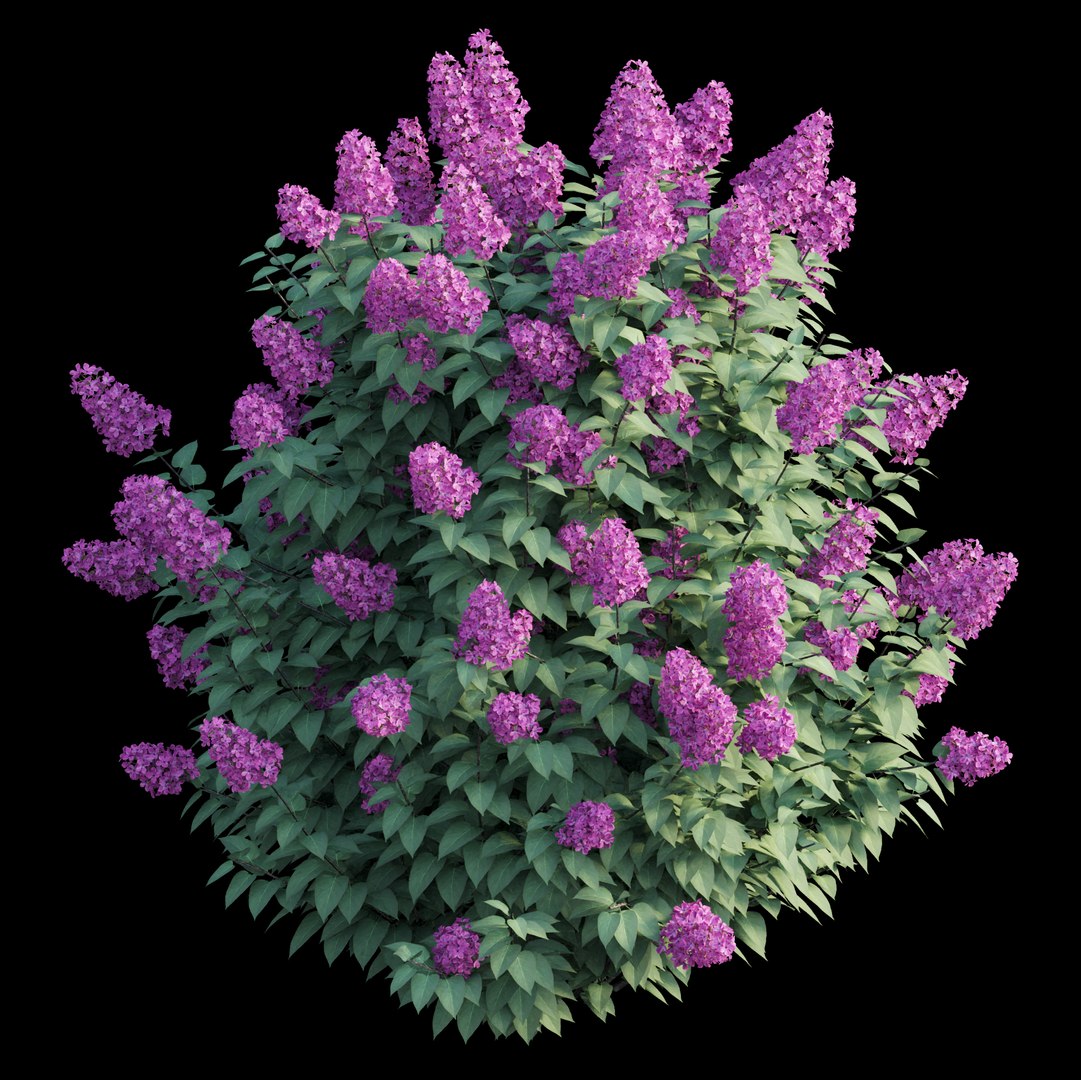 Dwarf Tree Model - TurboSquid 1607316