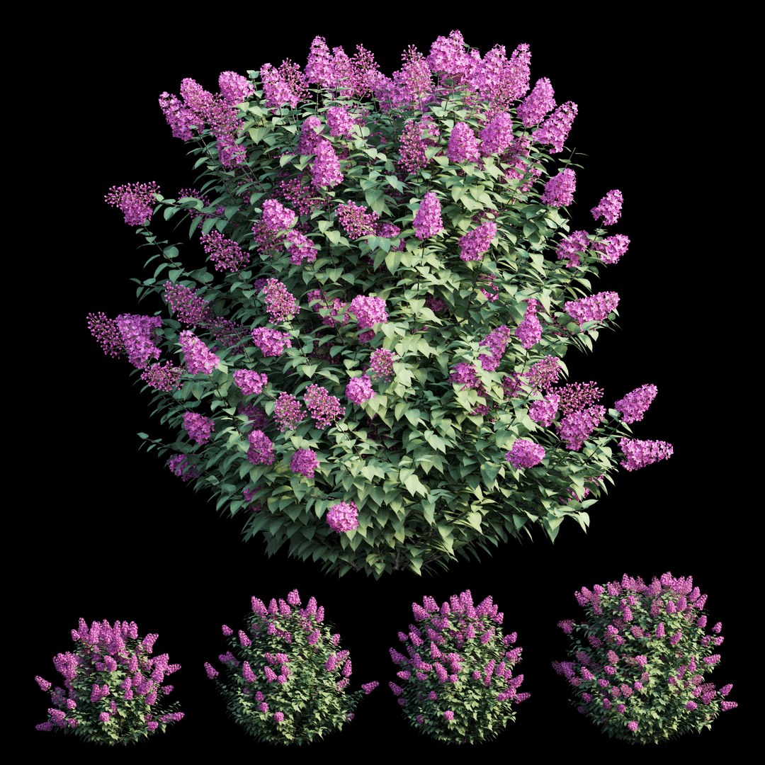 Dwarf Tree Model - TurboSquid 1607316