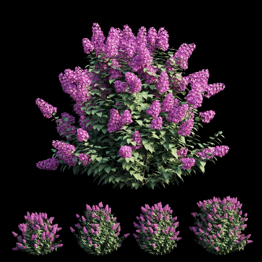 Dwarf Tree Model - TurboSquid 1607316