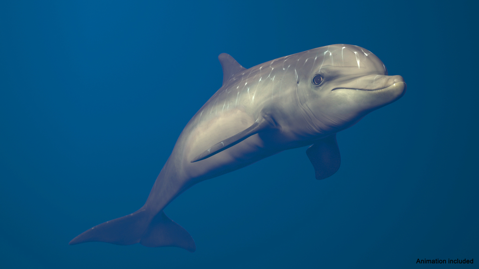 3D Dolphin Animated Collection Model - TurboSquid 2228932