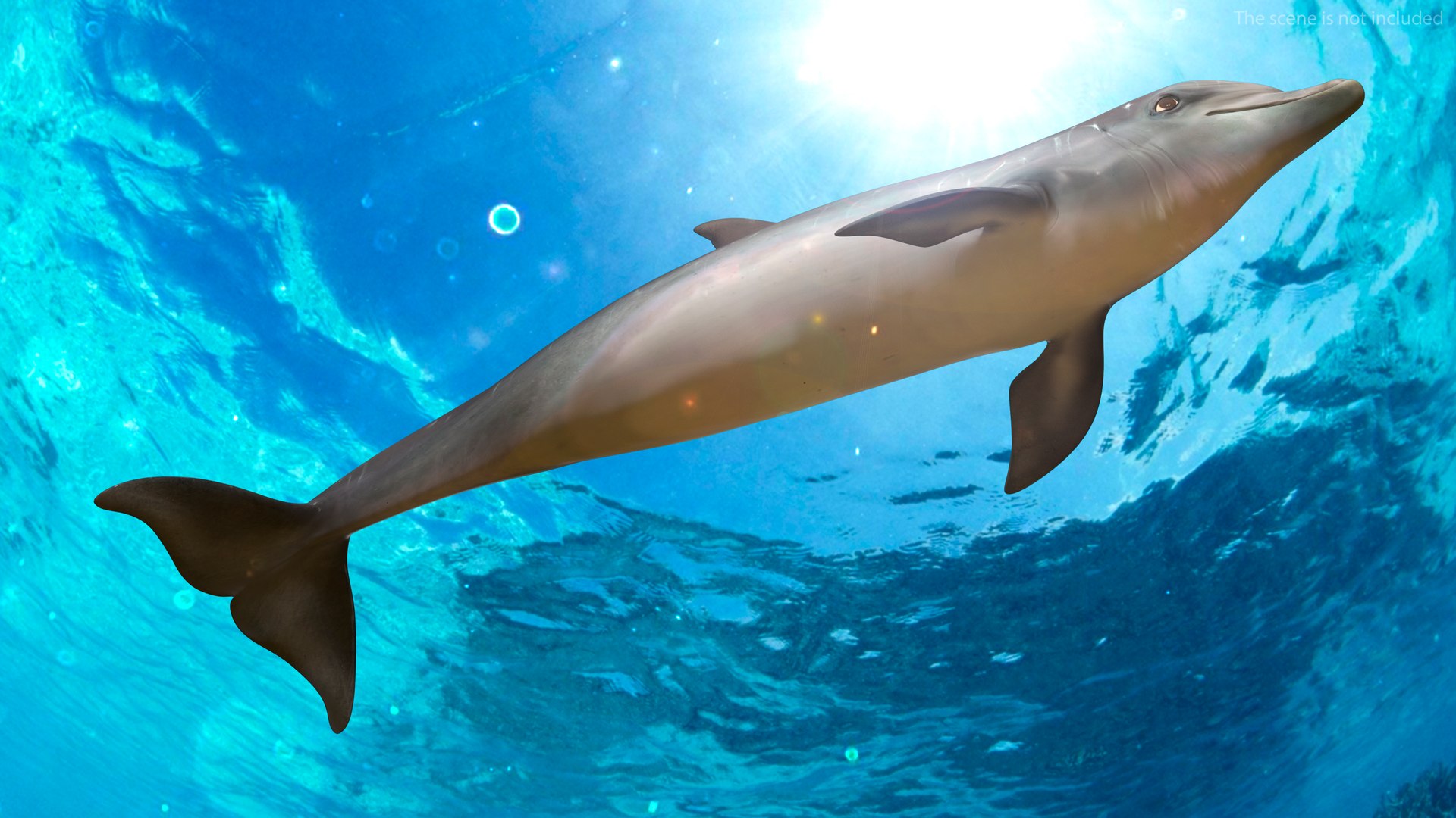 3D Dolphin Animated Collection Model - TurboSquid 2228932