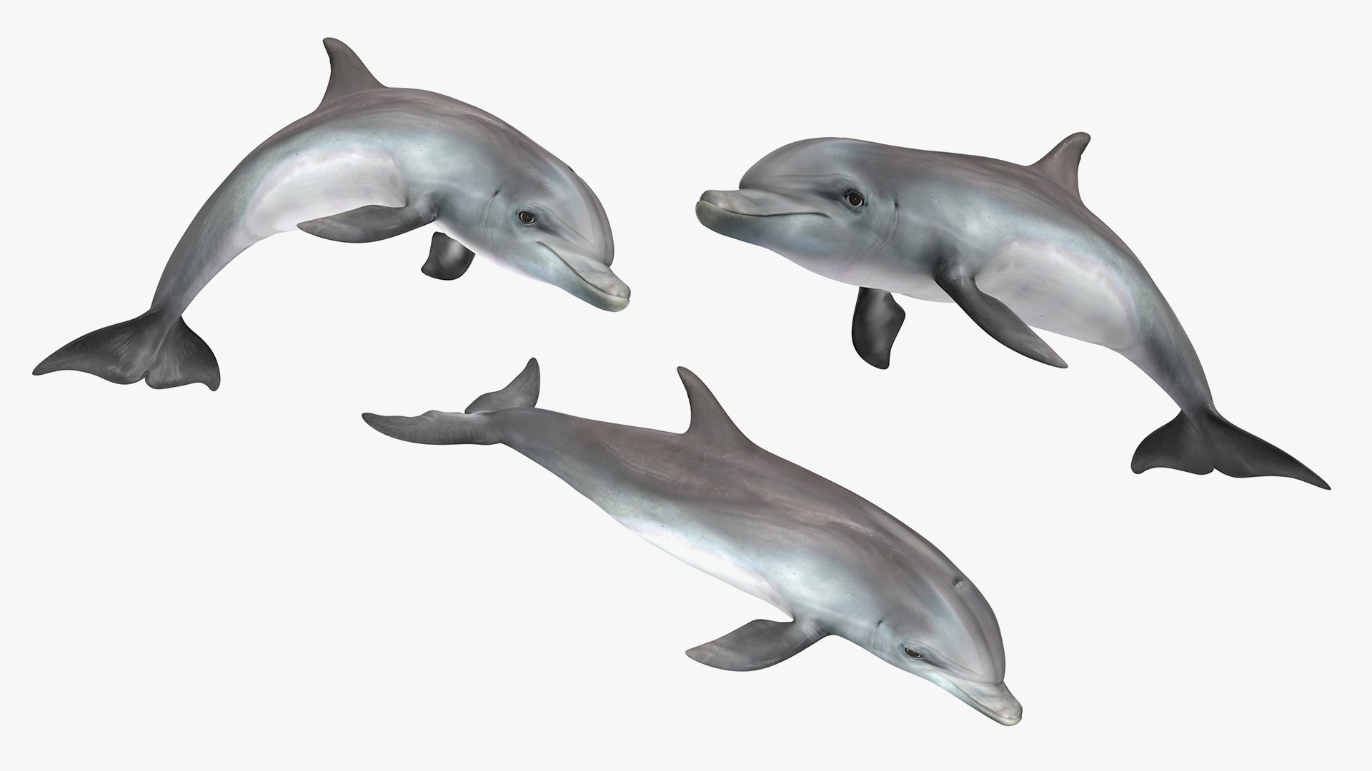 3D Dolphin Animated Collection Model - TurboSquid 2228932