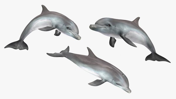 modelo 3d Colección animada de delfines - TurboSquid 2228932
