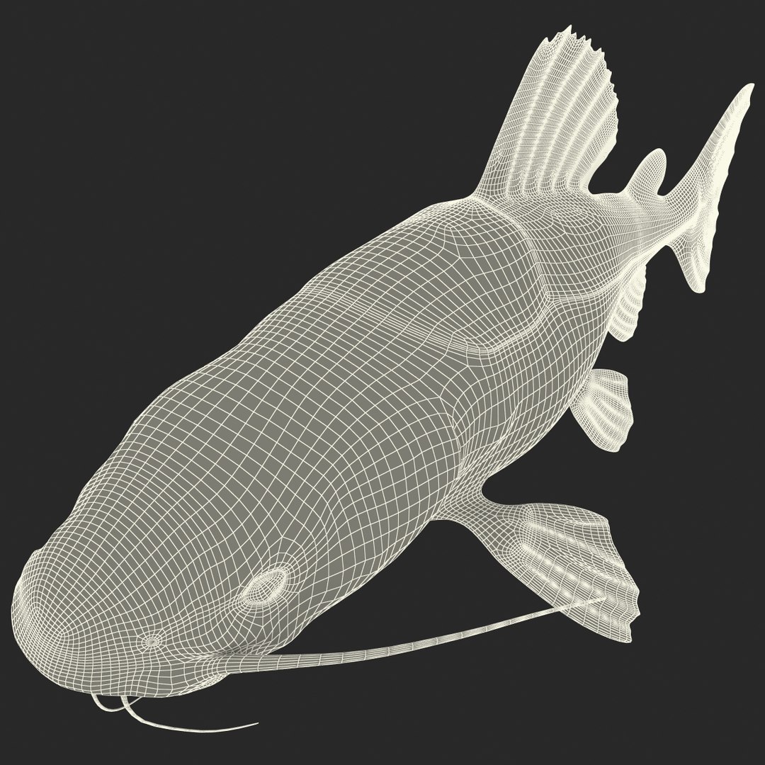 3d model redtail catfish