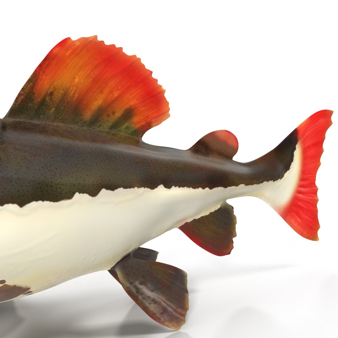 3d model redtail catfish