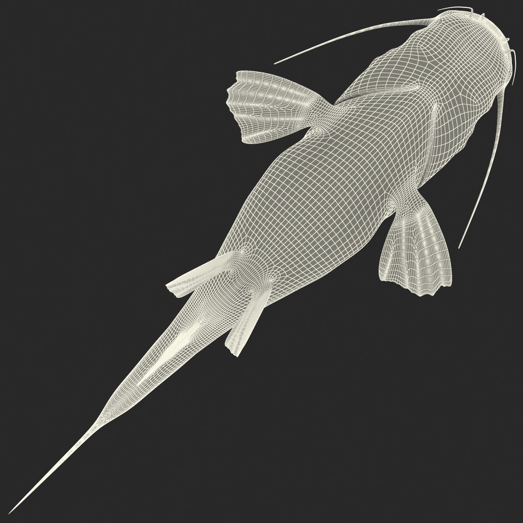 3d model redtail catfish