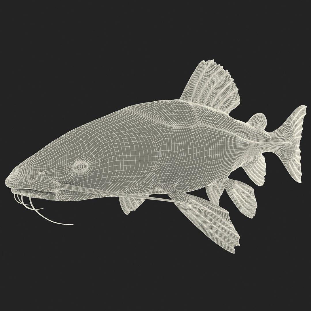 3d model redtail catfish