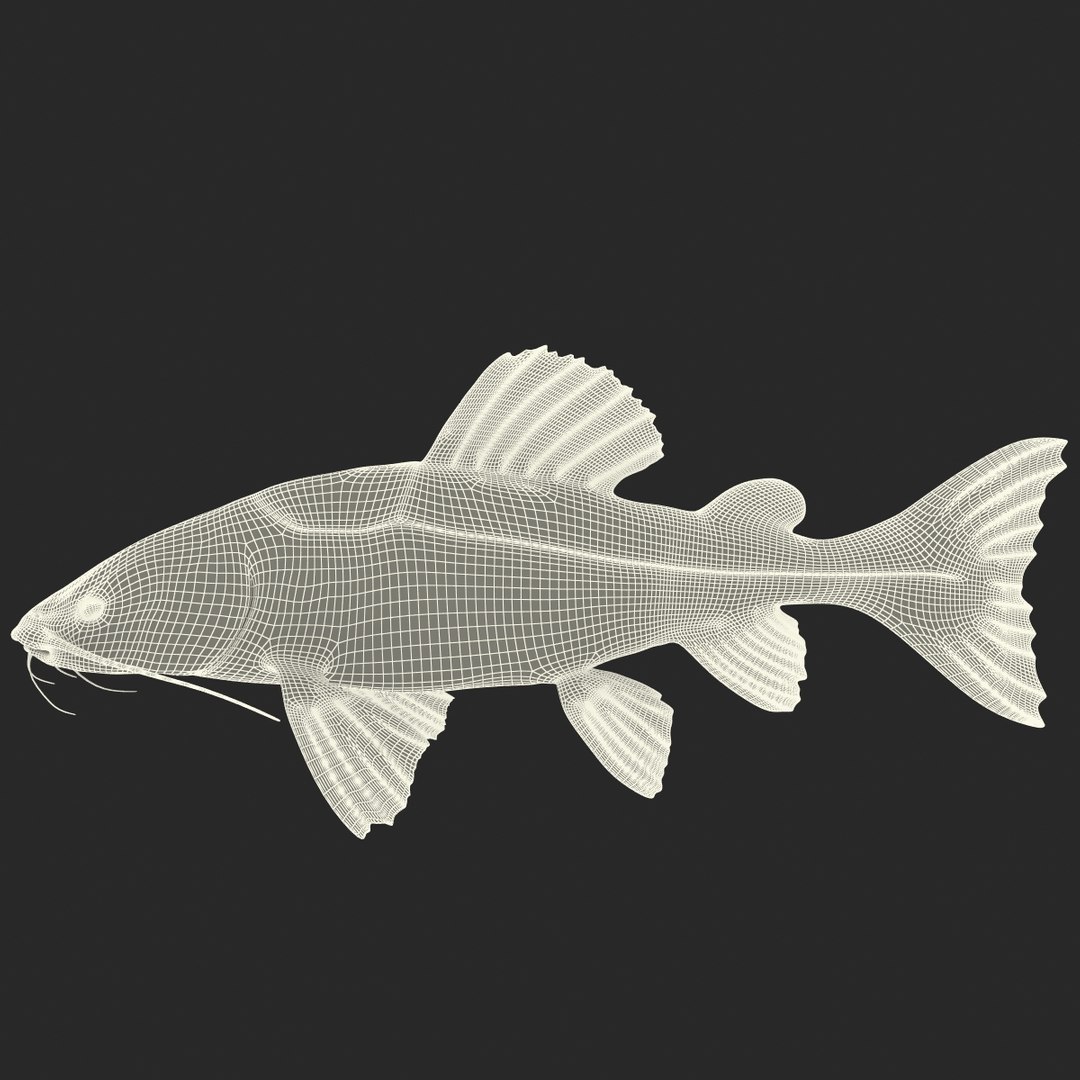 3d Model Redtail Catfish