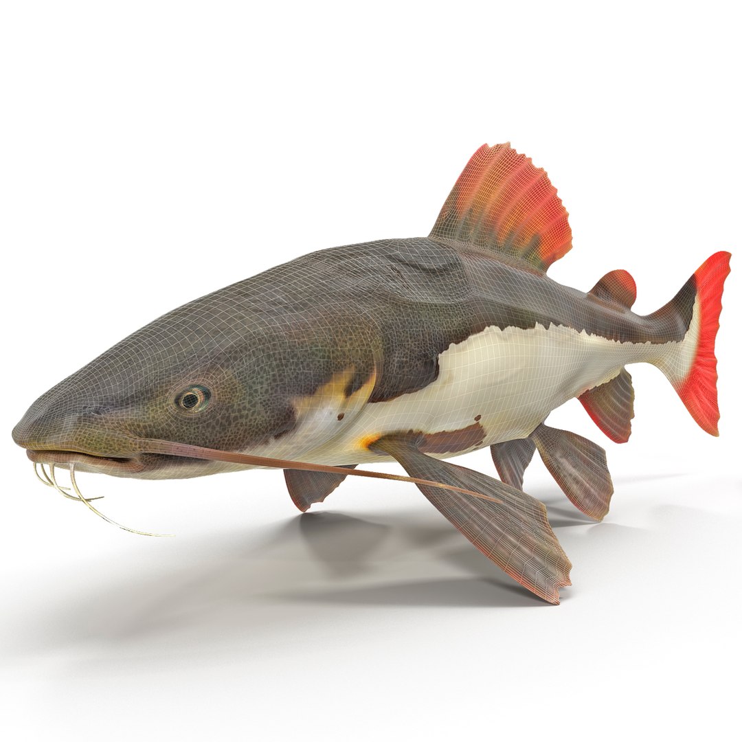 3d Model Redtail Catfish