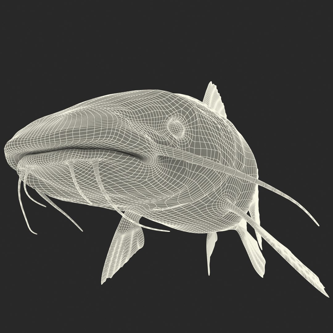 3d model redtail catfish