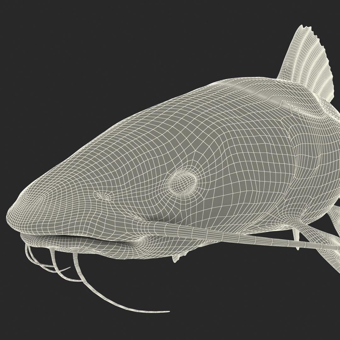 3d model redtail catfish