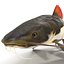 3d Model Redtail Catfish