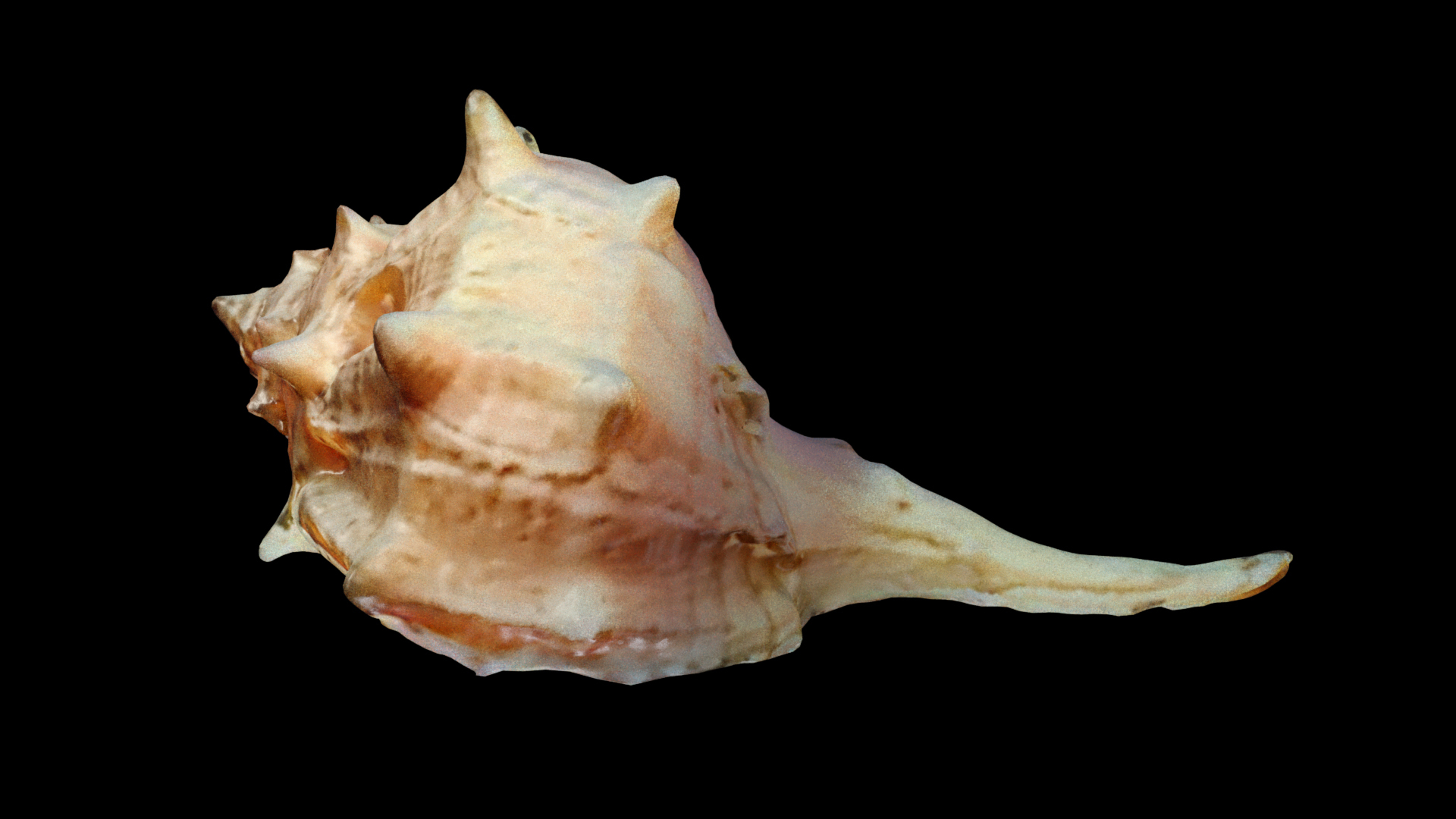 Spiky SeaShell Murex Bolinus Brandaris 3D Model - TurboSquid 1957395