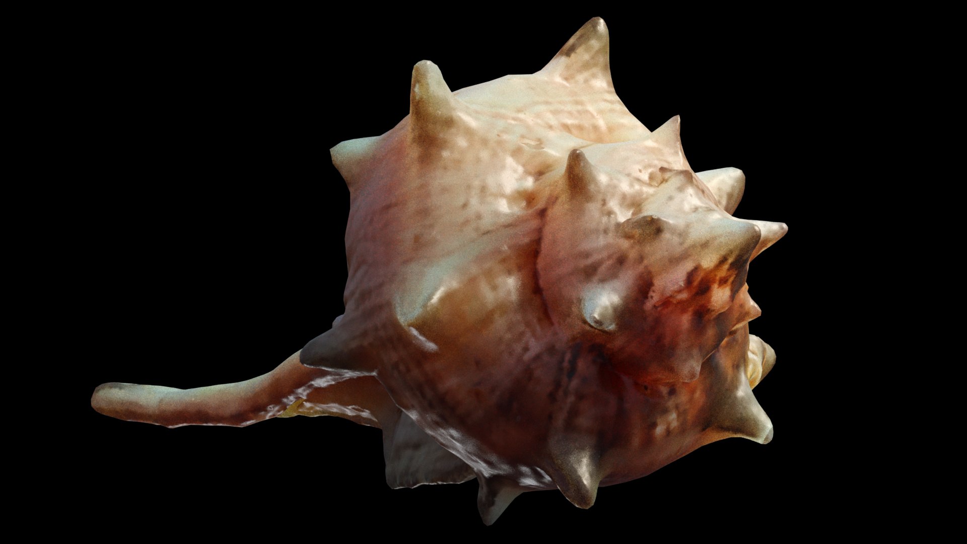 Spiky SeaShell Murex Bolinus Brandaris 3D Model - TurboSquid 1957395