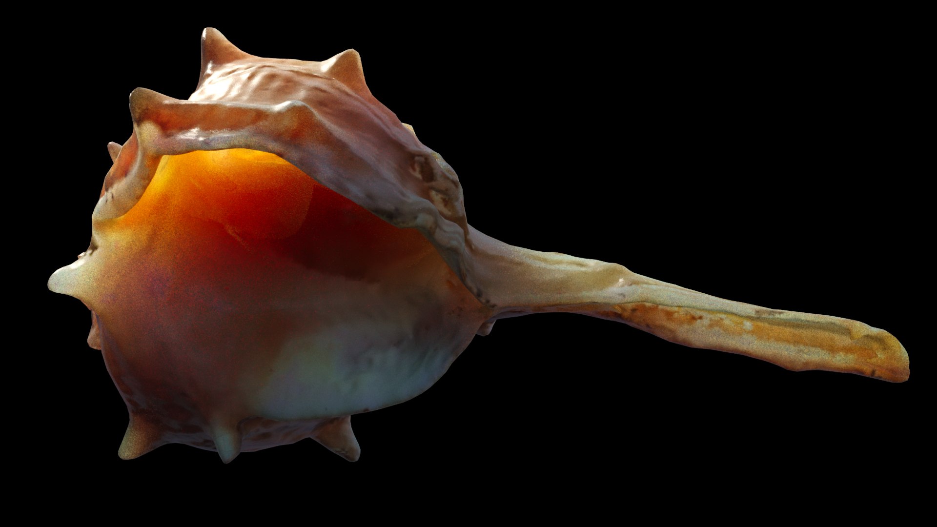 Spiky SeaShell Murex Bolinus Brandaris 3D Model - TurboSquid 1957395