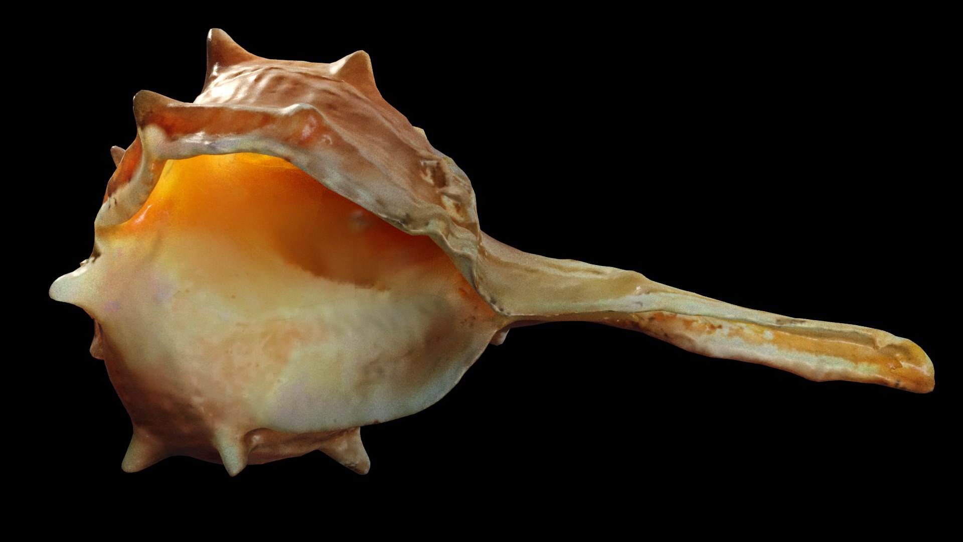 Spiky SeaShell Murex Bolinus Brandaris 3D Model - TurboSquid 1957395