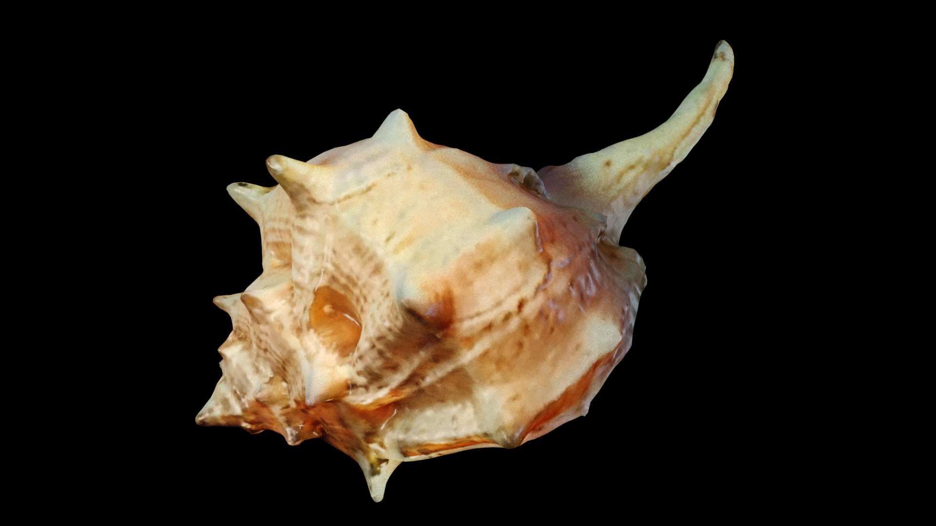 Spiky SeaShell Murex Bolinus Brandaris 3D Model - TurboSquid 1957395