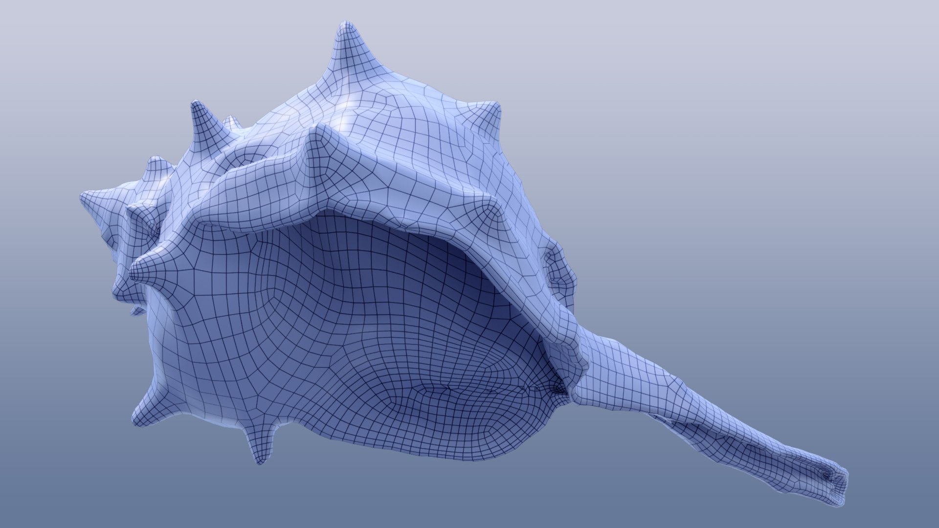 Spiky SeaShell Murex Bolinus Brandaris 3D Model - TurboSquid 1957395