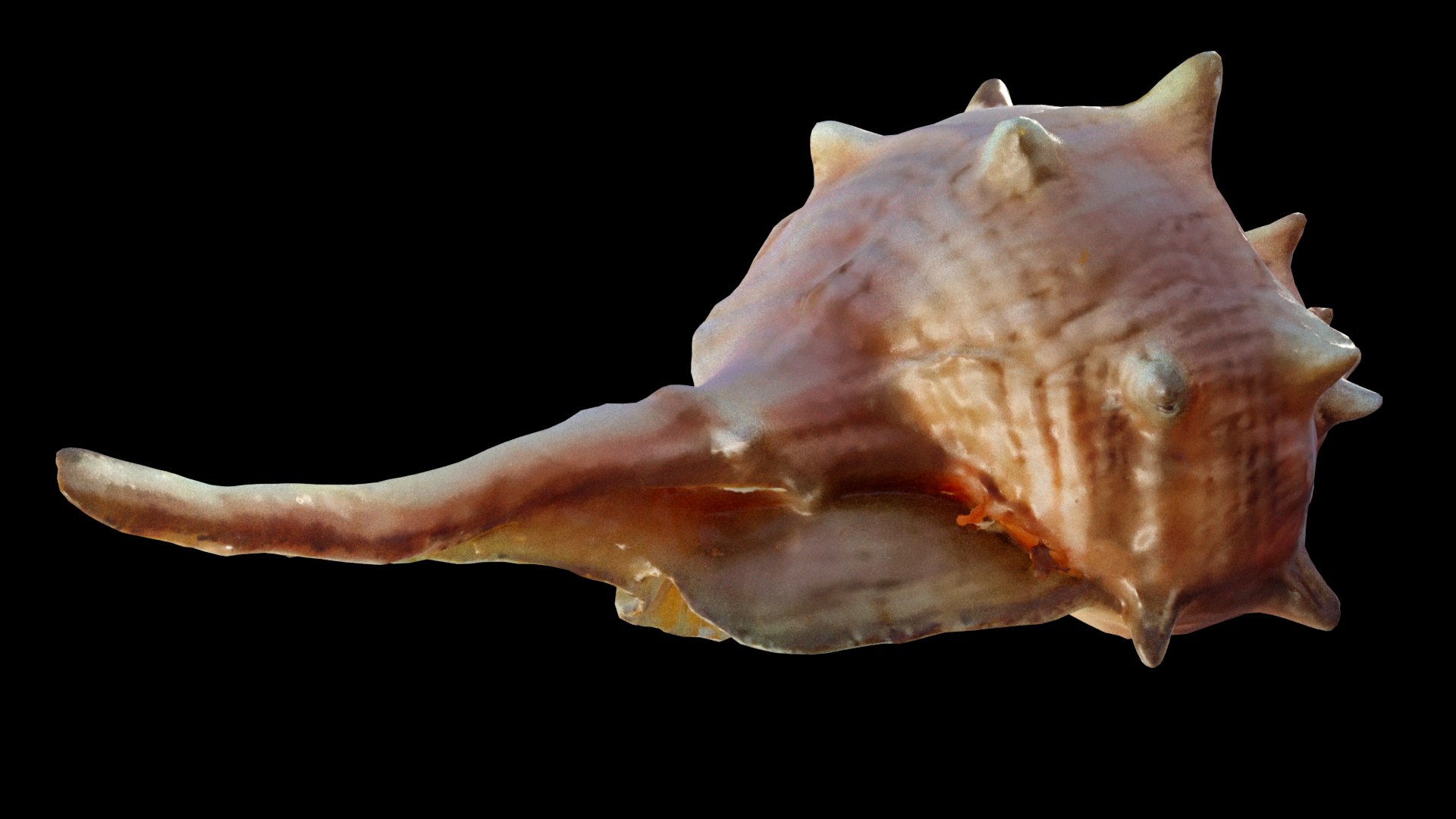Spiky SeaShell Murex Bolinus Brandaris 3D Model - TurboSquid 1957395
