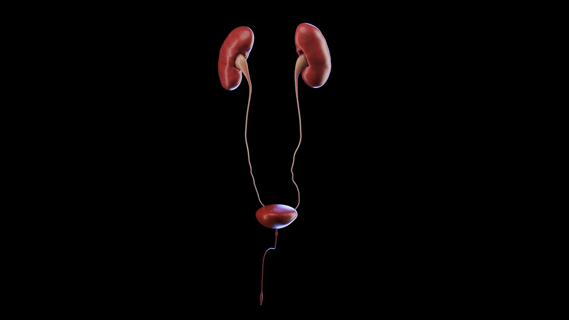 Medically Accurate Male Urinary System 3D - TurboSquid 2042240
