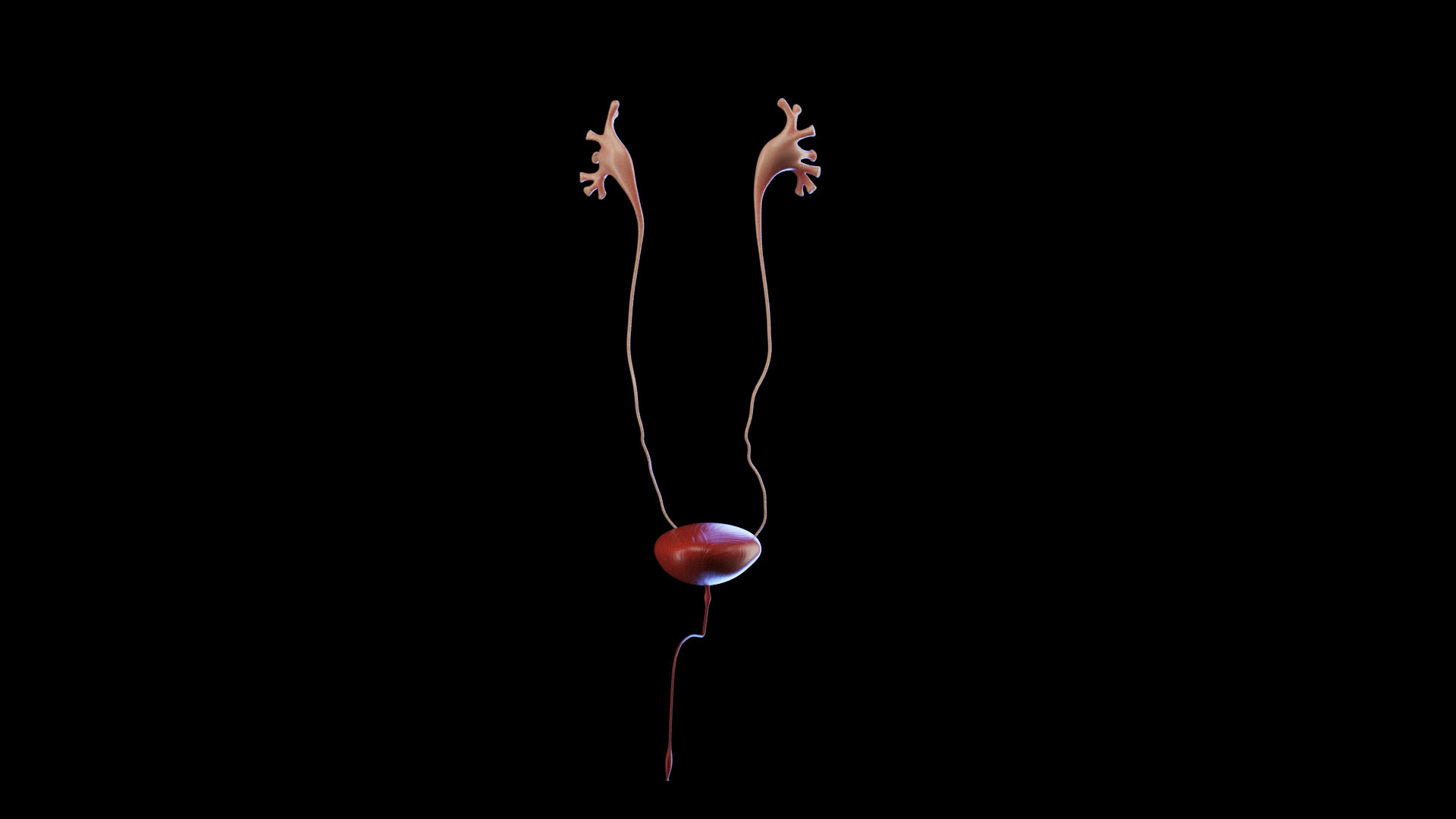 Medically Accurate Male Urinary System 3D 모델 - TurboSquid 2042240