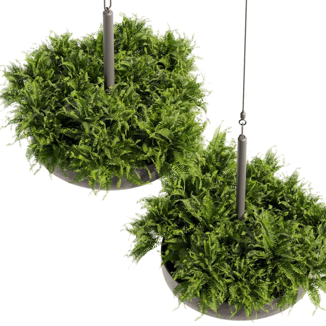 3D Collection plant vol 481 - fern - ampelous - hanging - 3dsmax ...