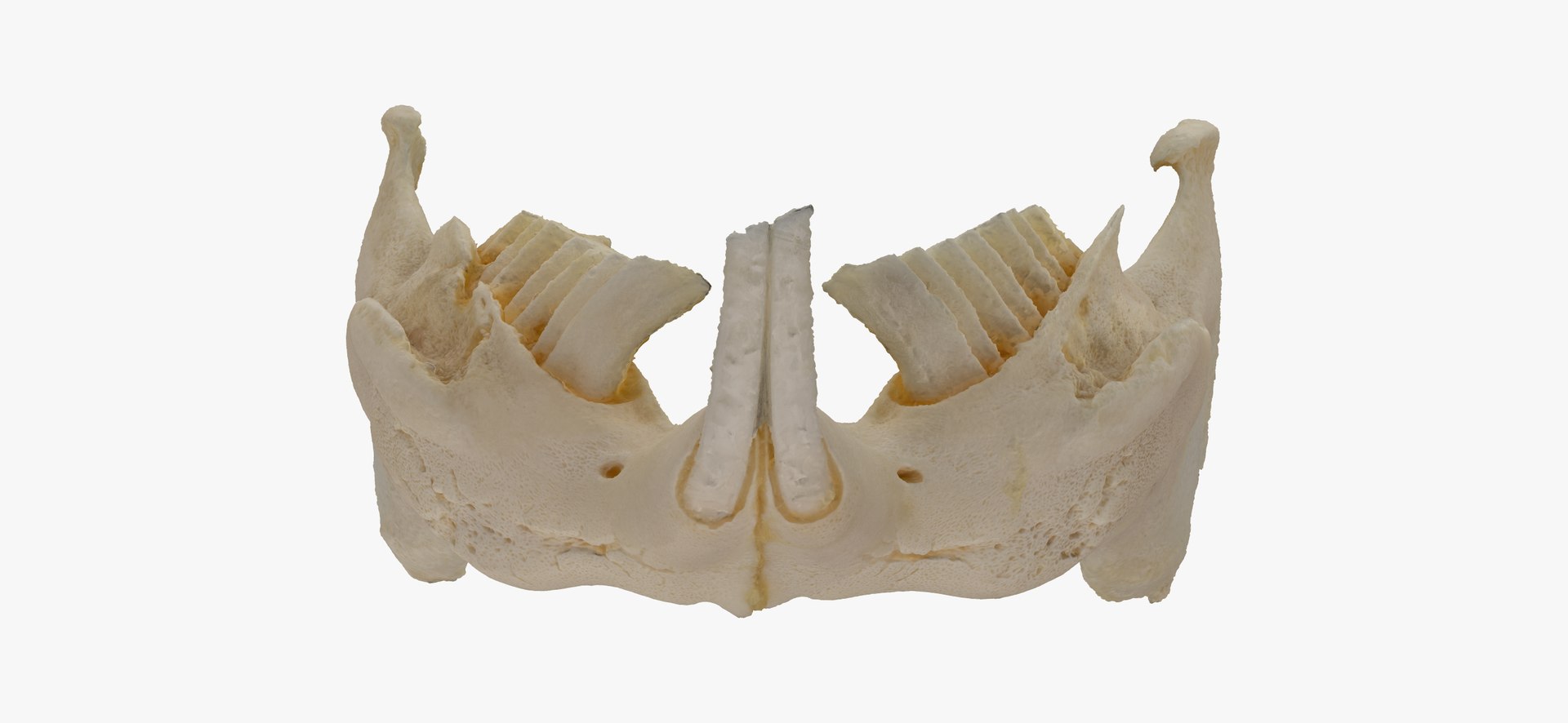 3D Domestic Guinea Pig Cavia - TurboSquid 1576804