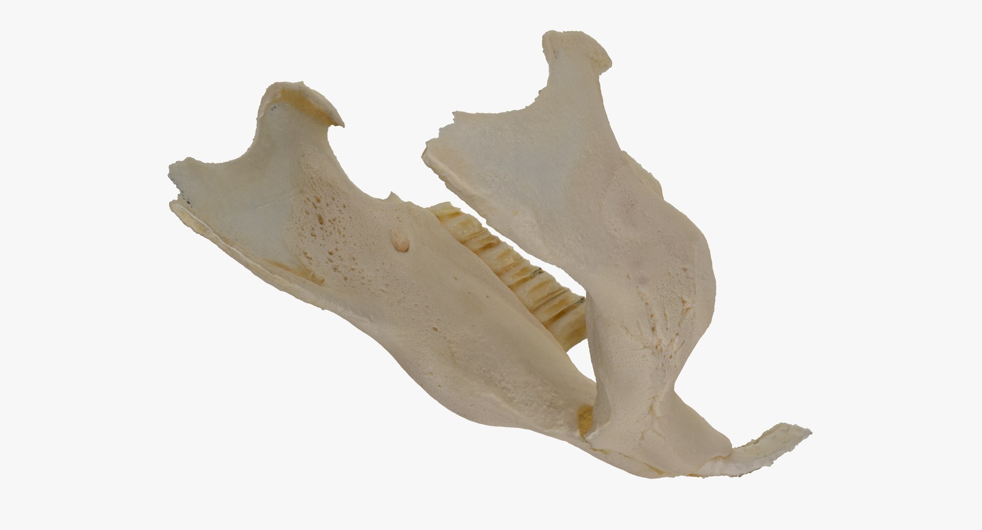 3D Domestic Guinea Pig Cavia - TurboSquid 1576804