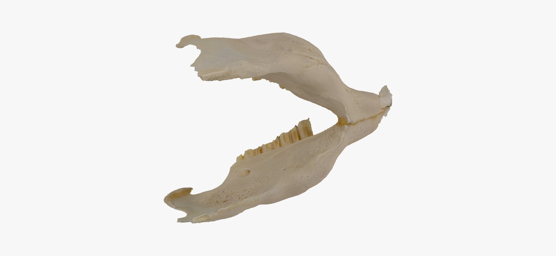 3D Domestic Guinea Pig Cavia - TurboSquid 1576804