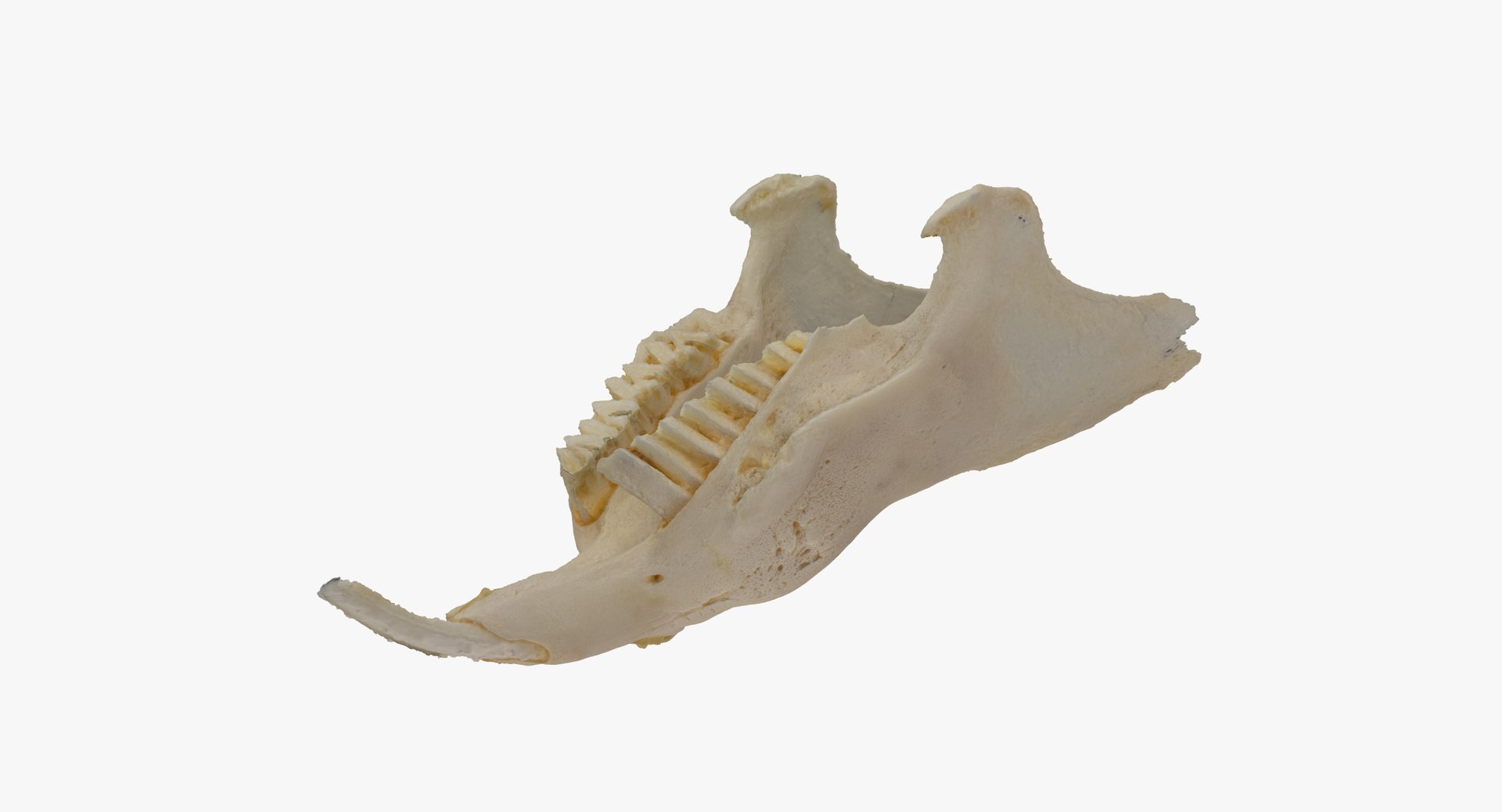 3D Domestic Guinea Pig Cavia - TurboSquid 1576804