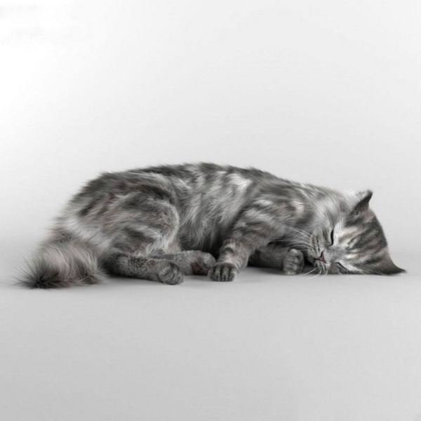 Cat animal model - TurboSquid 1464968