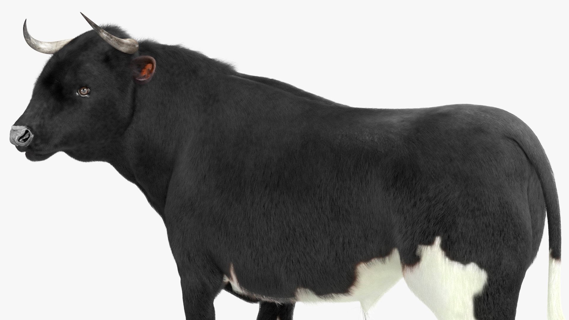 Black Bull Fur Rigged 3D Model - TurboSquid 1984592