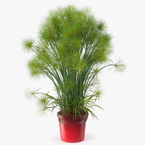 Papyrus Plant Pot3D模型 - TurboSquid 1896303