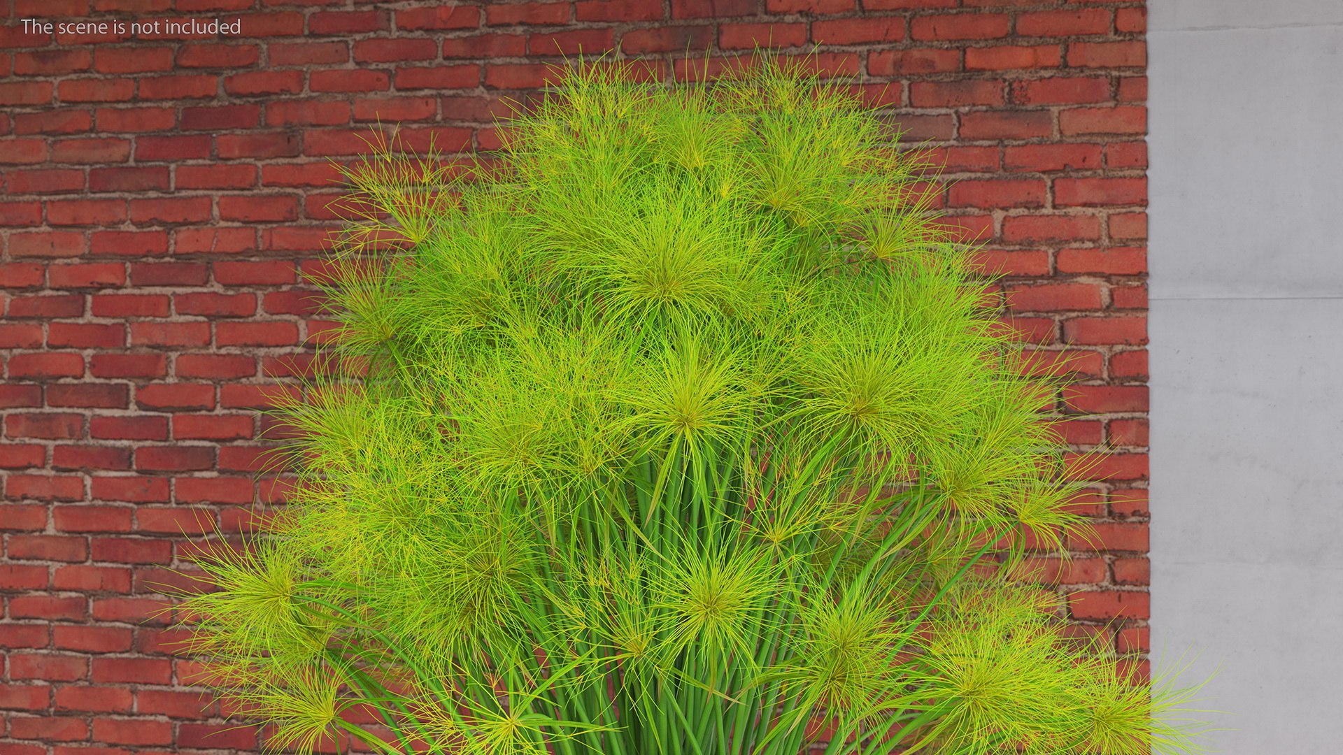 3D Papyrus Plant Pot Model - TurboSquid 1896303