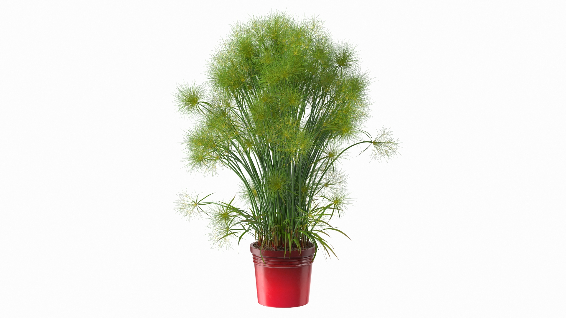 3D Papyrus Plant Pot Model - TurboSquid 1896303