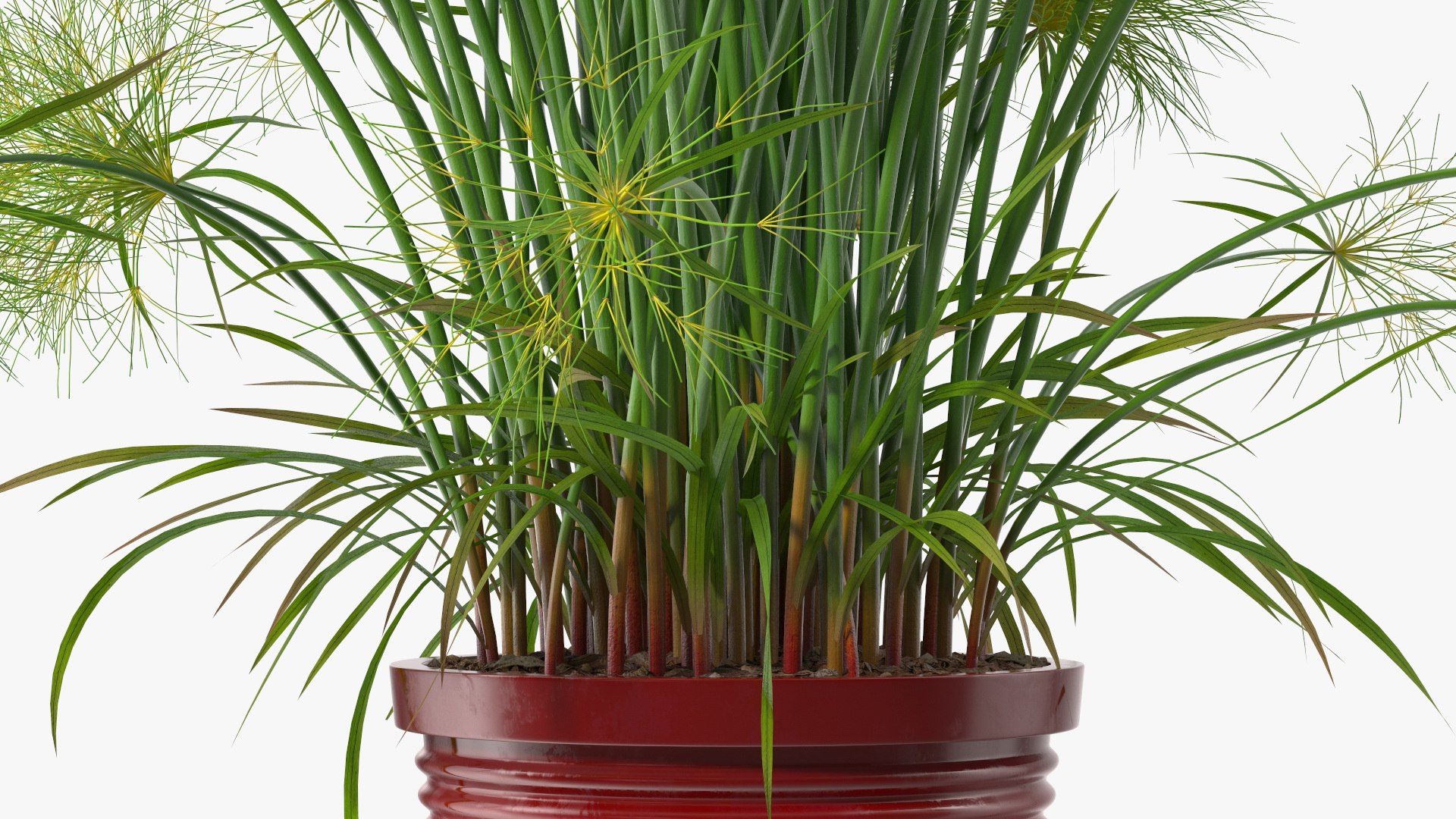 3D Papyrus Plant Pot Model - TurboSquid 1896303