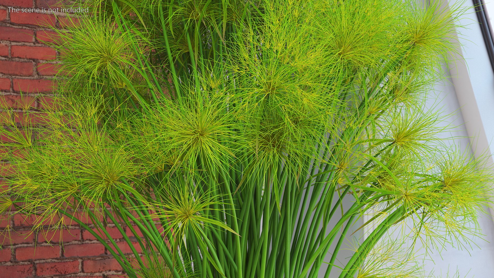 3D Papyrus Plant Pot Model - TurboSquid 1896303