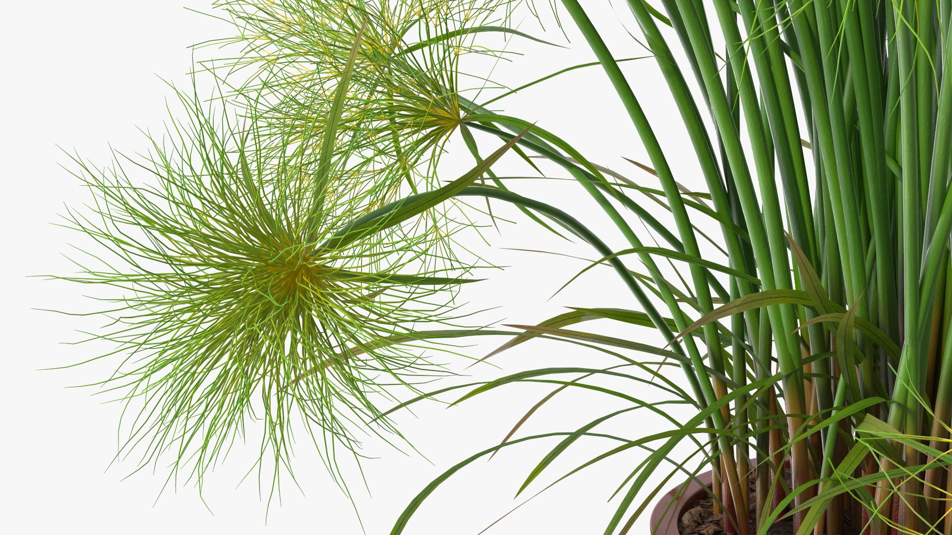 3D Papyrus Plant Pot Model - TurboSquid 1896303