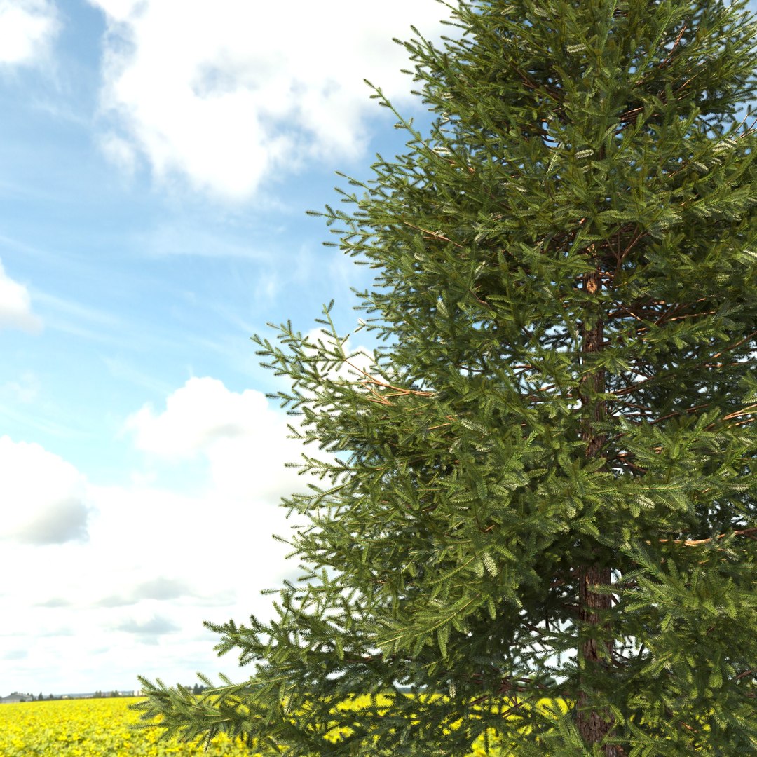 Picea Trees 2 In 1 3D Model - TurboSquid 2042441