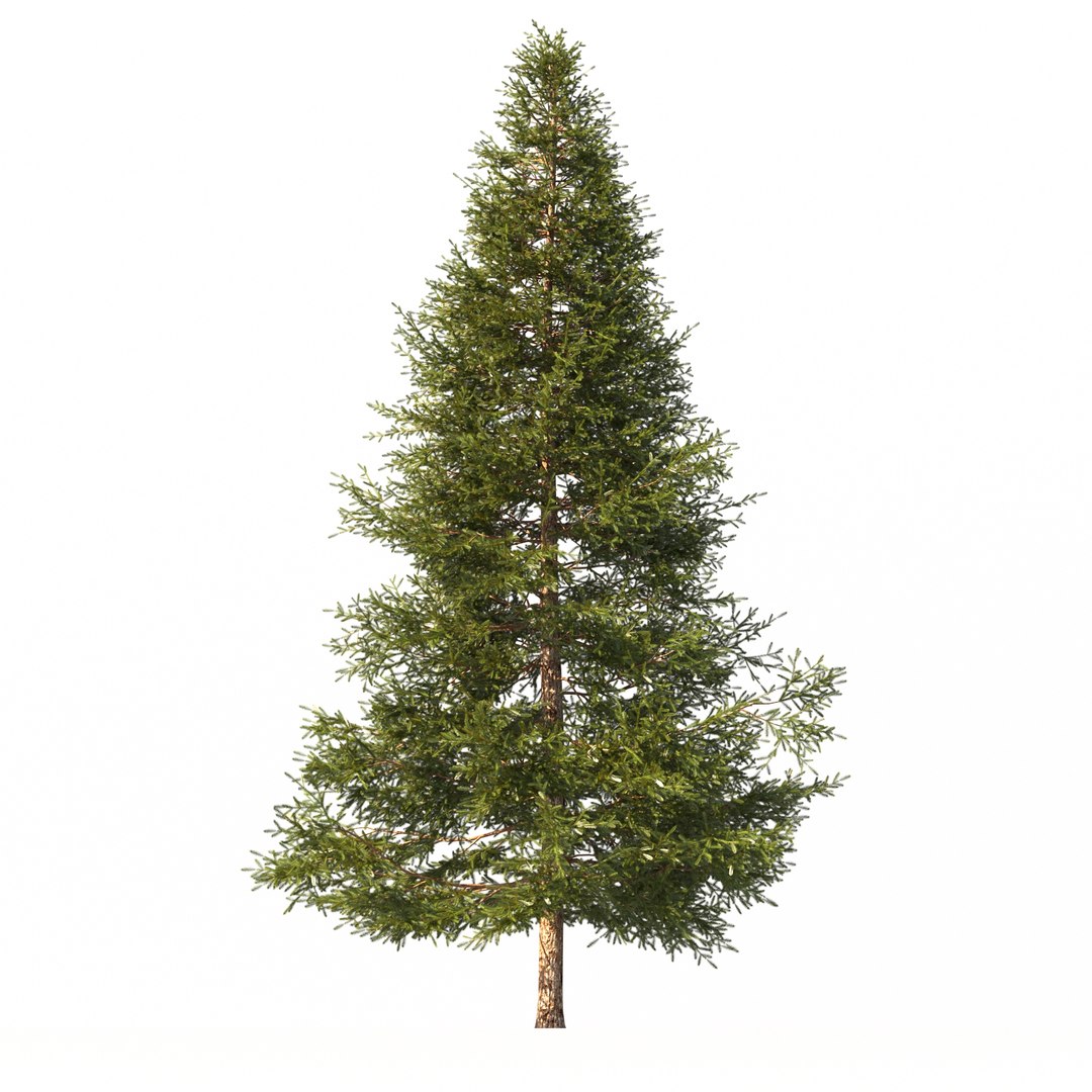 Picea Trees 2 In 1 3D Model - TurboSquid 2042441