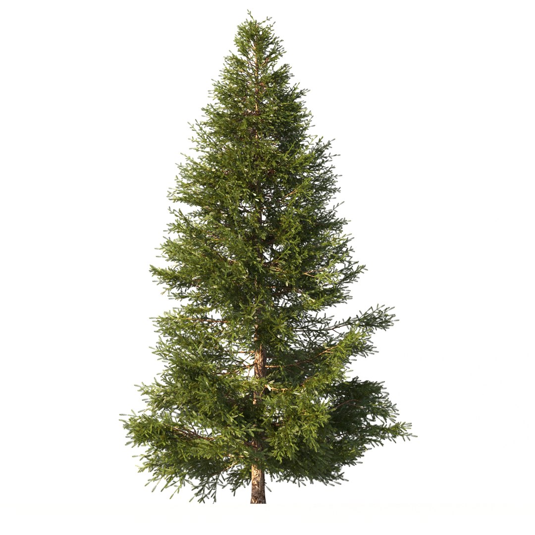 Picea Trees 2 In 1 3D Model - TurboSquid 2042441
