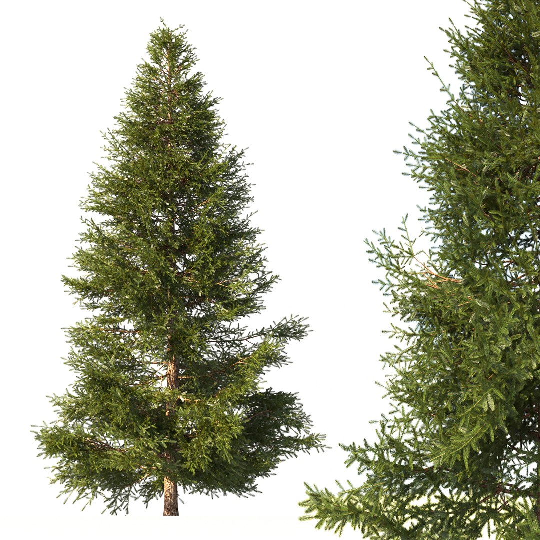 Picea Trees 2 In 1 3D Model - TurboSquid 2042441