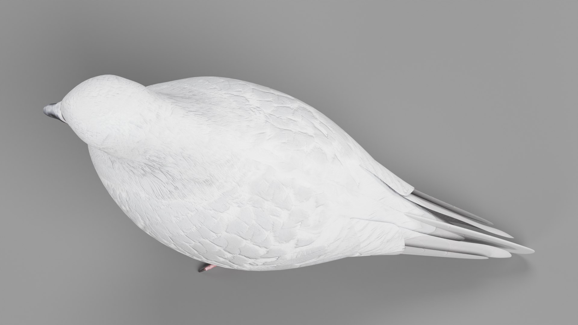 3D Dove - TurboSquid 2191946
