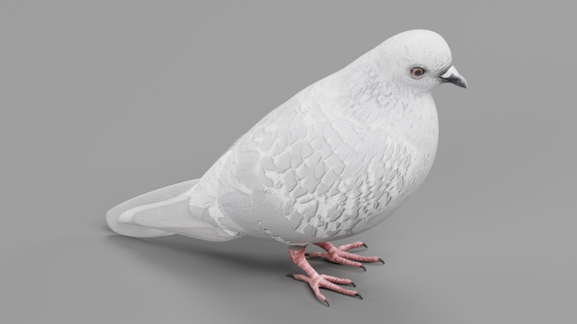 3D Dove - TurboSquid 2191946
